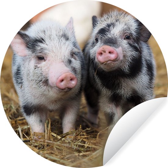 WallCircle - Muurstickers - Behangcirkel - Varken - Dieren - Varkentje ...