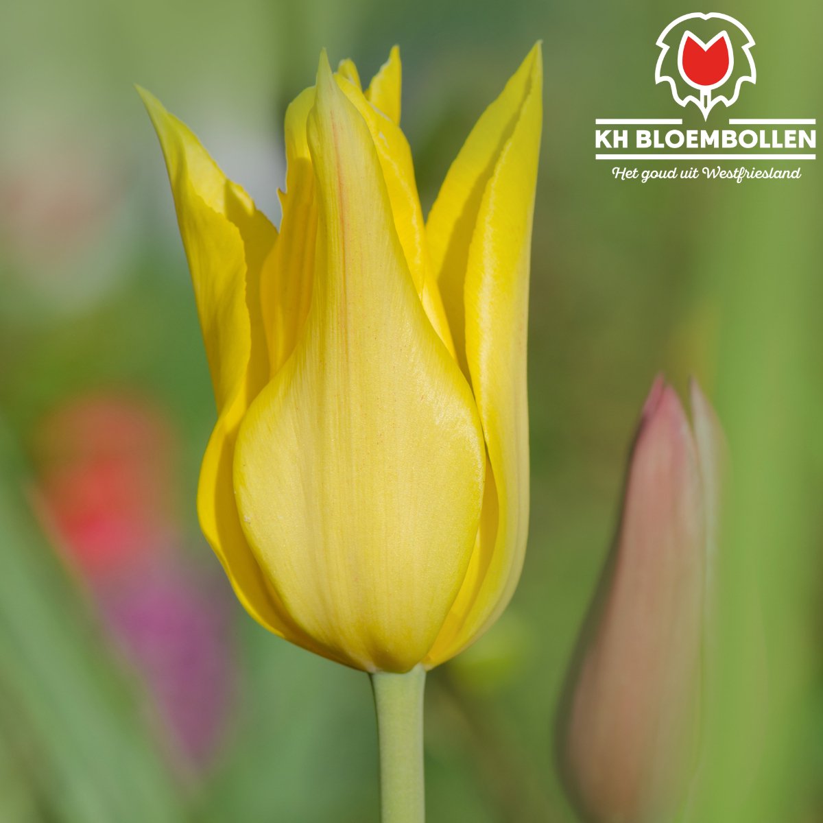 25 Tulpenbollen Florijn Chic - Bloembollen - Tulpen - Bulbs - Tulip - Flowerbulbs -... | bol.com