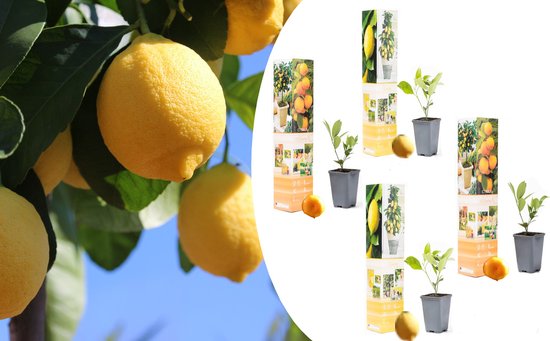 NatureNest - Citrus mix - 2x Citrus Lemon, 2x Citrus Calamondin - 4 ...
