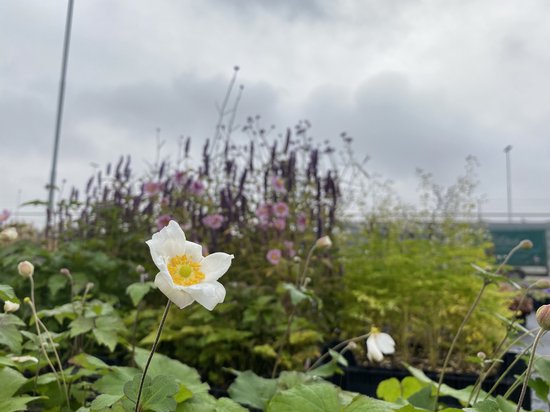 Witte border box - Vaste planten - Compleet pakket - 9 stuks 6 soorten ...