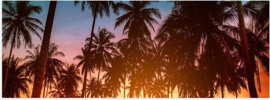 Poster (Mat) - Silhouet van Vele Palmbomen tijdens Meerkleurige ...