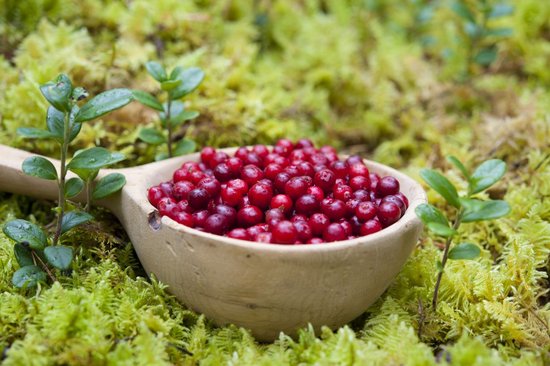 Biologische Aalbessen Rode Bosbessen Poeder | bol.com