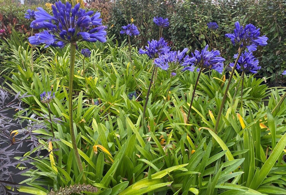 prairietuin vaste planten pakket 10 stuks 7 soorten | bol.com