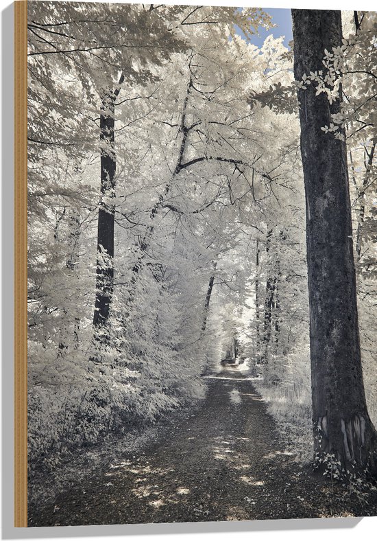 Hout - Pad - Bomen - Bossen - Planten - Wit - Bruin - 50x75 cm - 9 mm ...