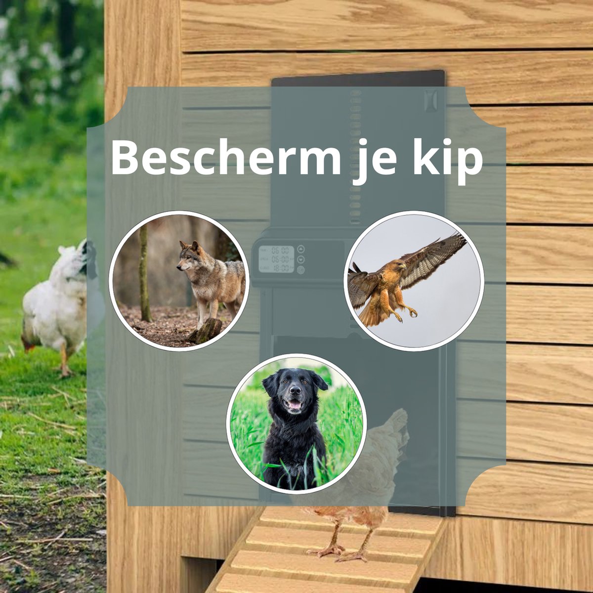 Kippenluik automatisch - Automatisch Kippenluik - Chickenguard ...