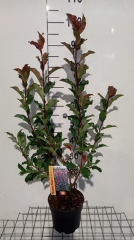 Photinia x fraseri 'Magical Volcano' - Glansmispel 30 - 40 cm in pot | bol