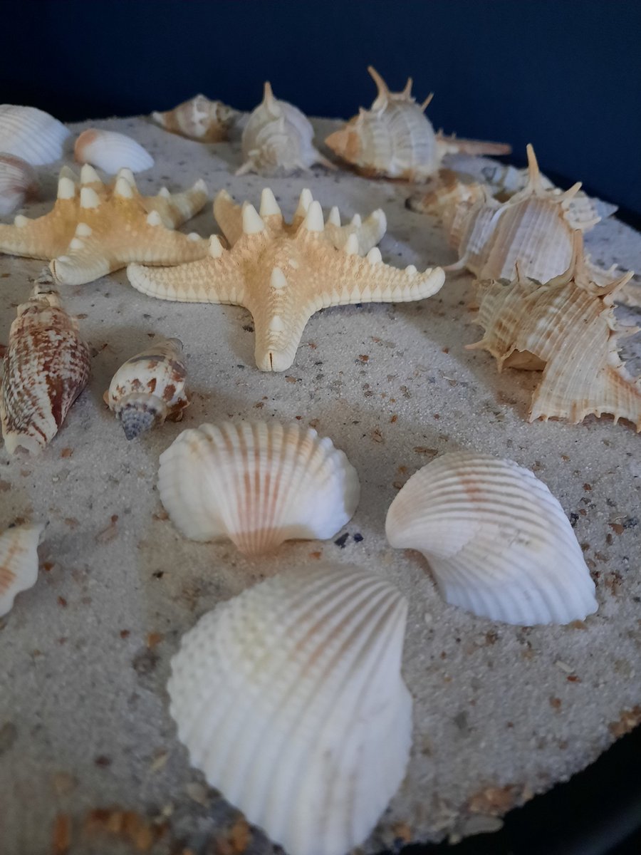Schelpenzand met schelpen en zeesterren | Decoratie | Zomer zand ...