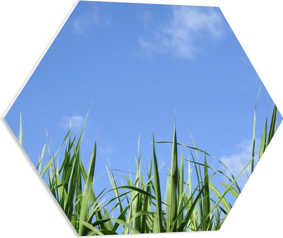 PVC Schuimplaat Hexagon - Gras - Planten - Natuur - Blauw - Groen ...
