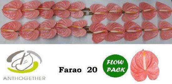 DutchFlowers - Boeket - 20x Anthurium farao | bol