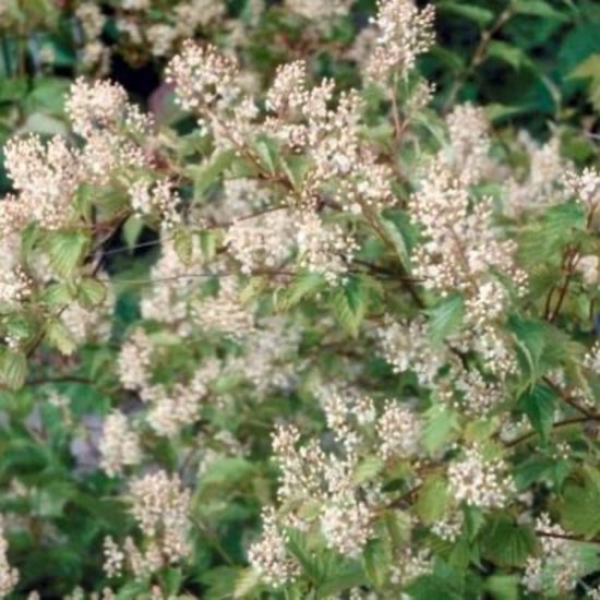 Stephanandra tanakae - Grote Kransspirea 30 - 40 cm in pot | bol