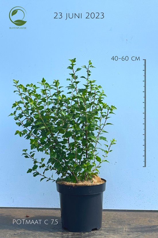 Ribes alpinum 'Schmidt' -Alpenbes - Buitenplant | bol.com