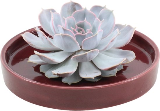 Echte Succulent Lila in rode keramiek schaal - Ø12-14 cm - 5 cm - 1x ...
