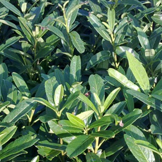 Laurierkers - Prunus laurocerasus 'Caucasica' 40-60 cm | bol
