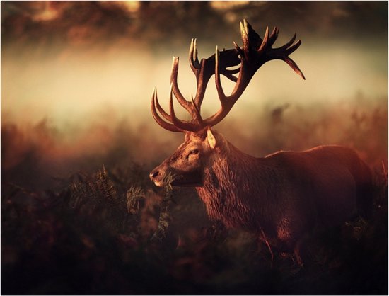 Hert In De Mist Kunstdruk | Poster | bol