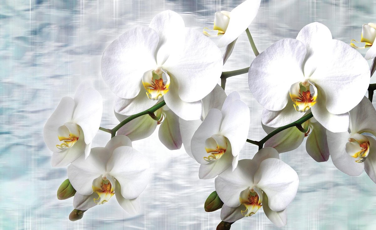 Flowers Orchids Texture Photo Wallcovering | bol.com
