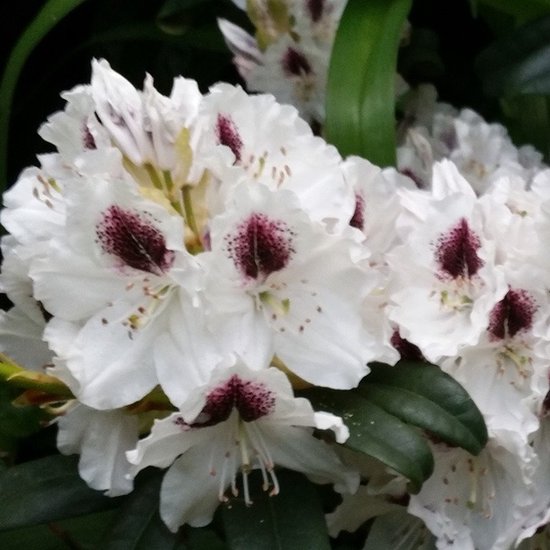 Rhododendron 'Sappho' - 40-50 cm | bol