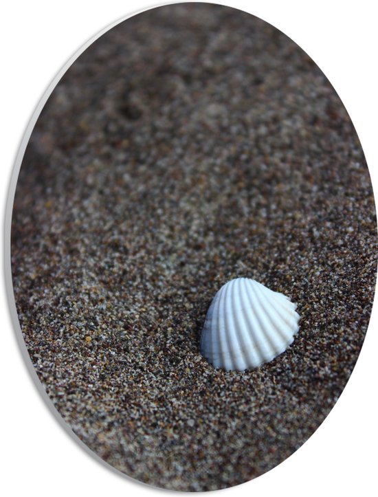 PVC Schuimplaat Ovaal - Strand - Zand - Schelp - Wit - 21x28 cm Foto op ...