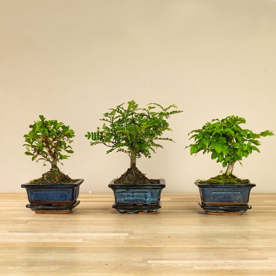 YouFlowers - Bonsai boompje - Set van 3 - Met bijbehorende keramieken ...