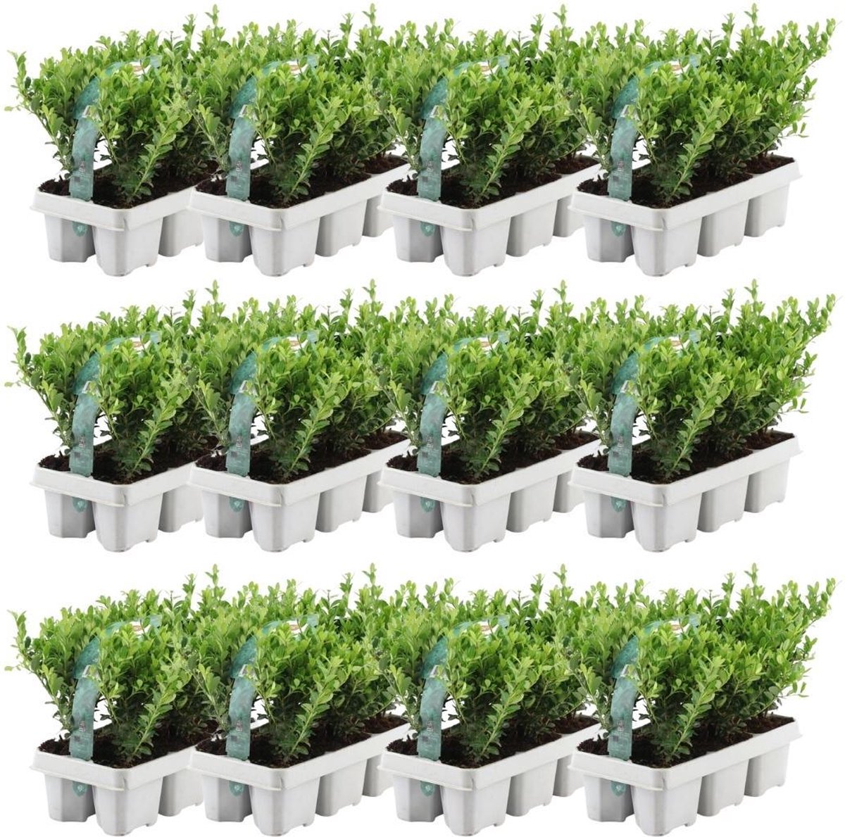 72x Ilex crenata 'Jenny' - 72 x Ø7 cm - 25 cm - 12 x 6 pack - Japanse ...