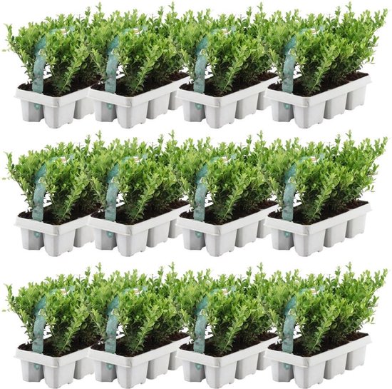 72x Ilex crenata 'Jenny' - 72 x Ø7 cm - 25 cm - 12 x 6 pack - Japanse ...