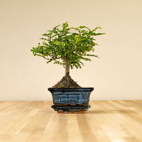 Bonsaiwonder - Bonsai boompje - Set van 3 - Met bijbehorende keramieken ...