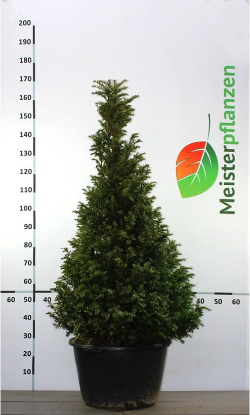 Venijnboom Taxus baccata 120-140 cm in Pot, 7x Haagplant | bol