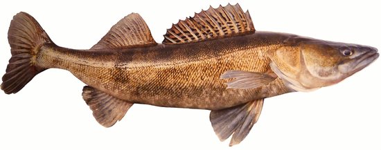 Vis Sticker Vissticker XL Snoekbaars 100 cm Rechts Vis Bootsticker ...