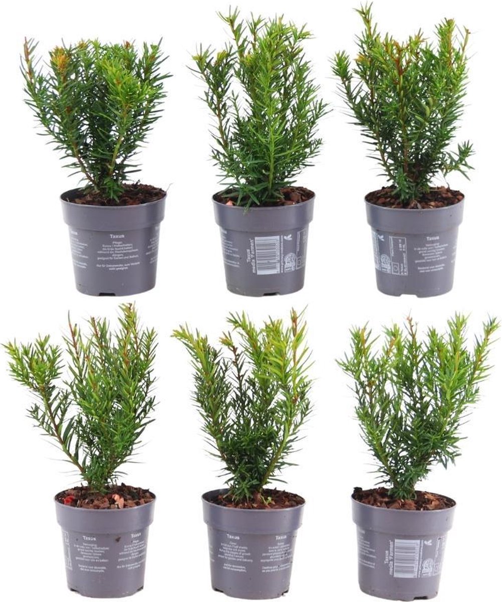 1 meter Venijnboom haag - Taxus media Farmen | bol.com