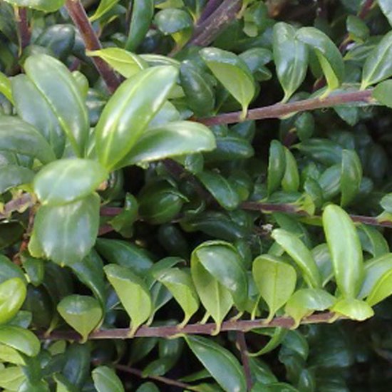 Hulst - Ilex crenata 'Convexa' - 60-80 cm | bol