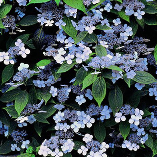 Hortensia - Hydrangea serrata 'Bluebird' 25-30 cm | bol