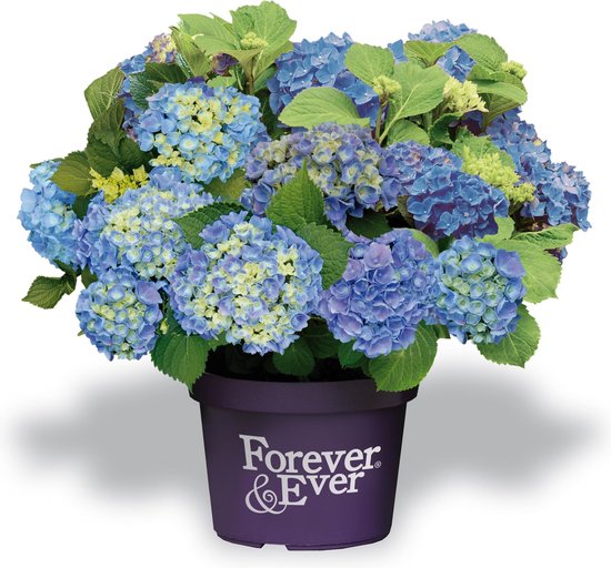 Forever&Ever® Blue | bol.com