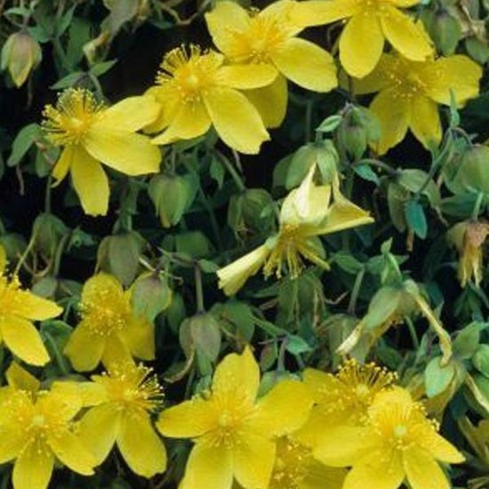 Hypericum Densiflorum 'Buttercup' - Hertshooi - 30-40 cm in pot: Struik ...