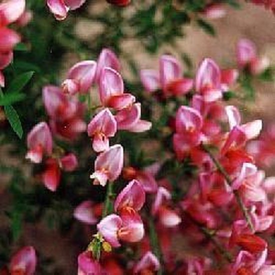 Cytisus 'Hollandia' - Brem 40-60 cm in pot | bol.com