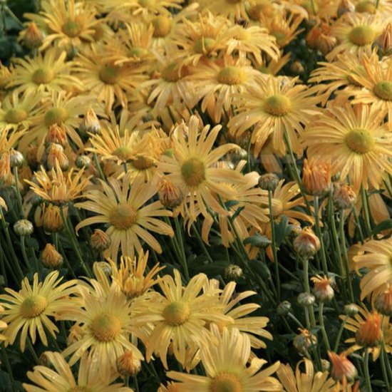 6 x Chrysanthemum 'Mary Stoker' - Margriet pot 9x9cm - Warme gele ...