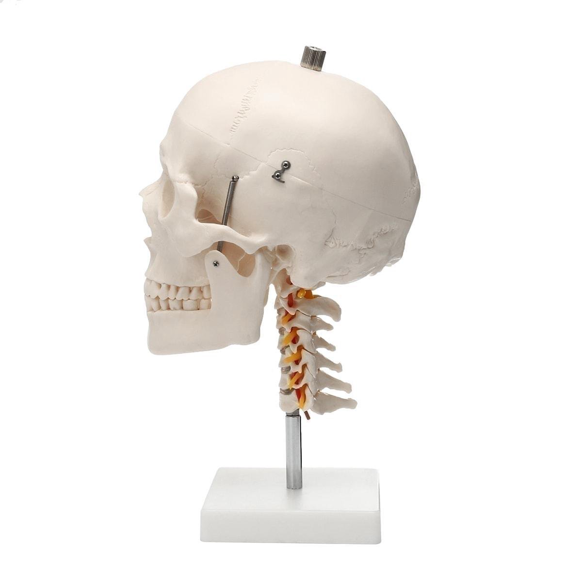Levensgrote Menselijke volwassene Schedel Model Cervical Spine Skelet ...