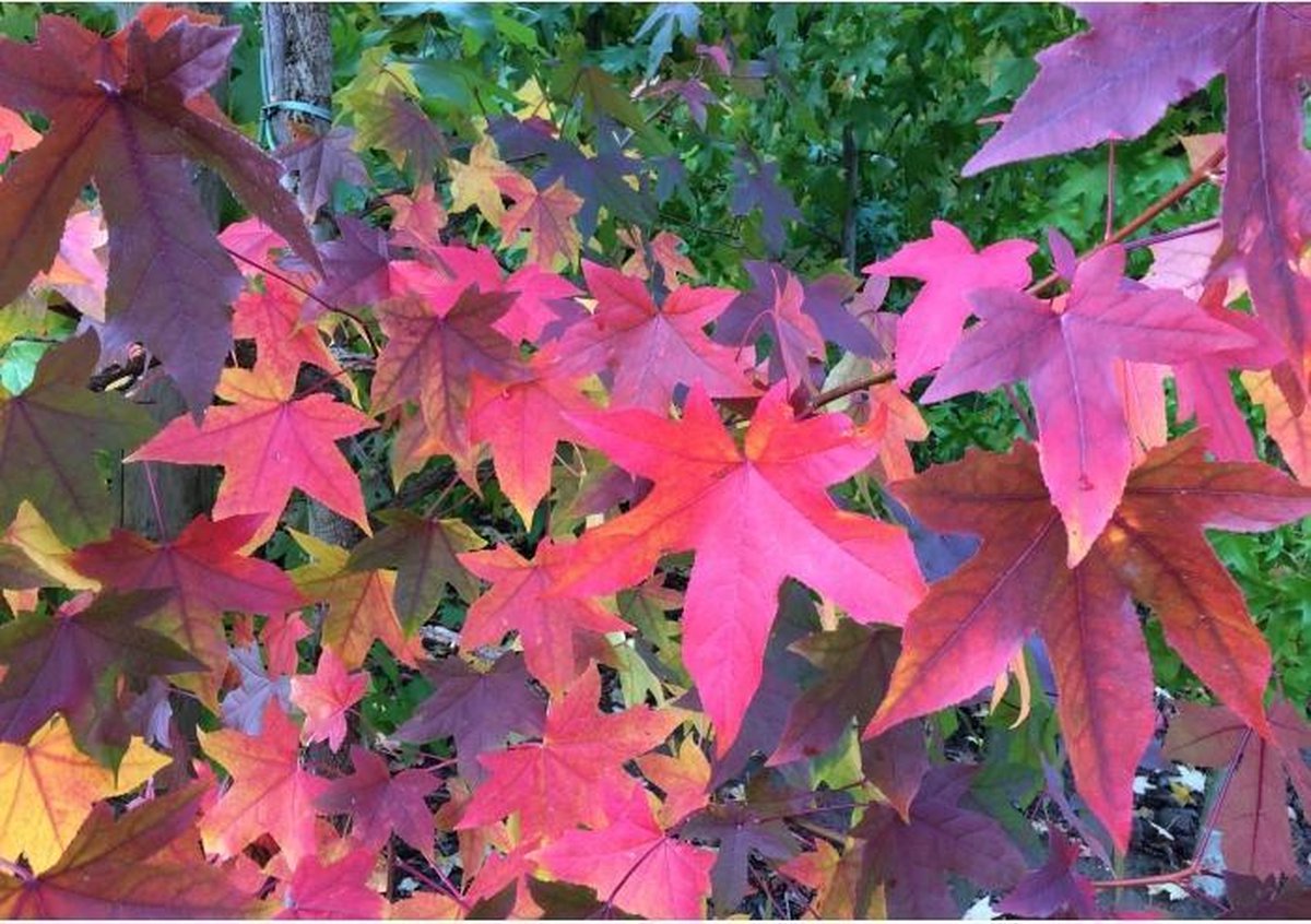 Bomenbezorgd.nl - Amberboom - ‘Liquidambar styraciflua - 200-300 cm totaalhoogte | bol.com