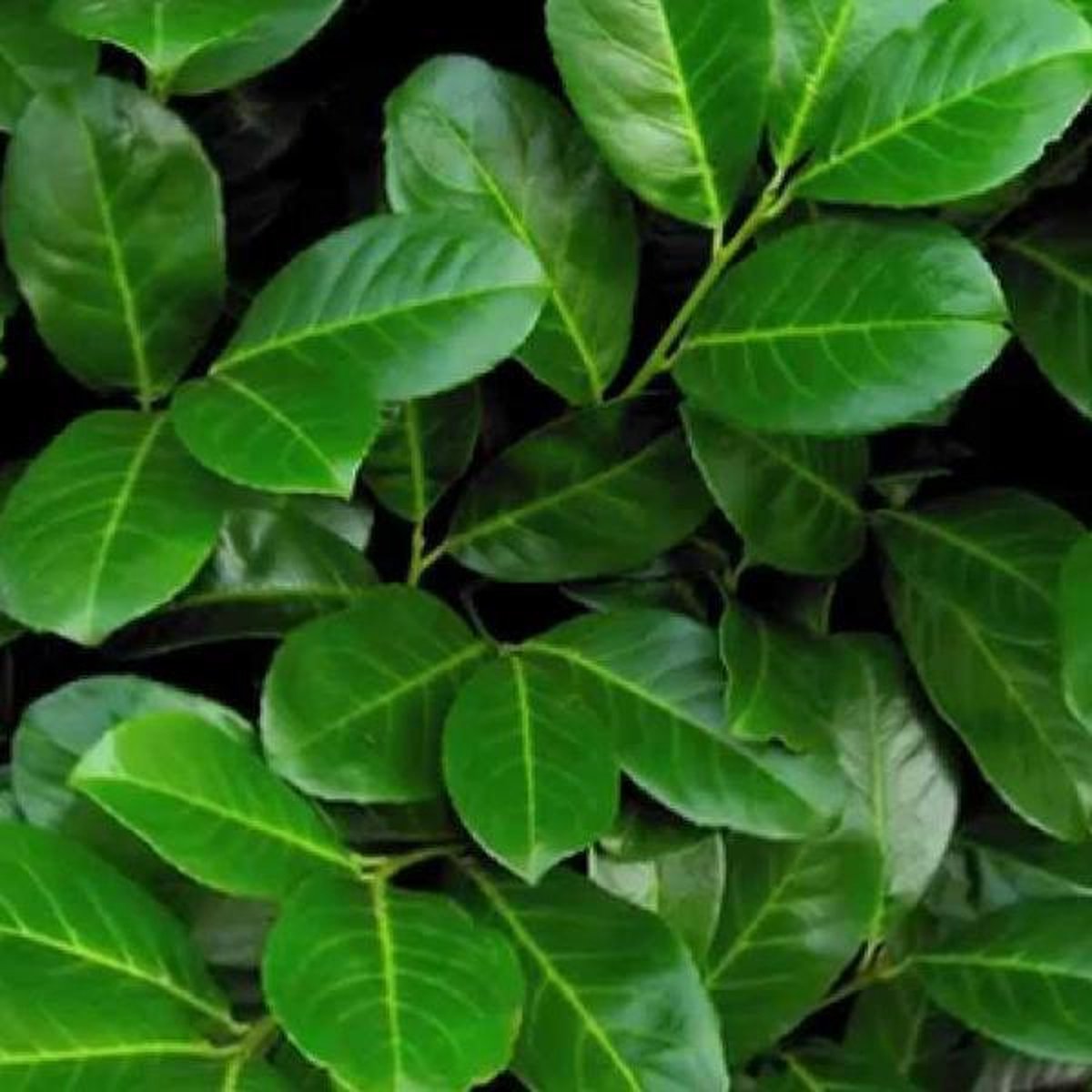 3 x Prunus Laurocerasus 'Rotundifolia' - Laurierkers of Paplaurier 60 ...