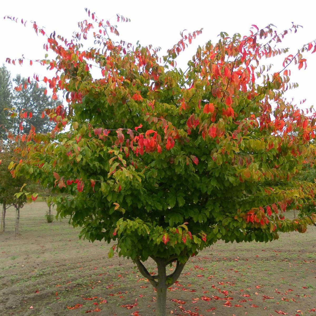 PARROTIA PERSICA - Perzisch ijzerhout - 150-175 cm kluit | bol
