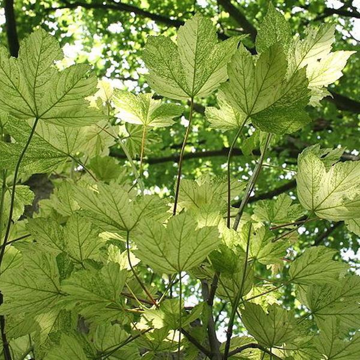 Acer Pseudoplatanus 'Leopoldii' - Érable sycomore 'Leopoldii' - Arbre ...