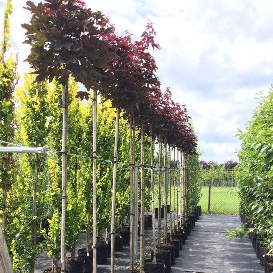 Rode bol esdoorn - Acer pl. 'Crimson Centry’ 180 cm stamhoogte (6 - 10 ...