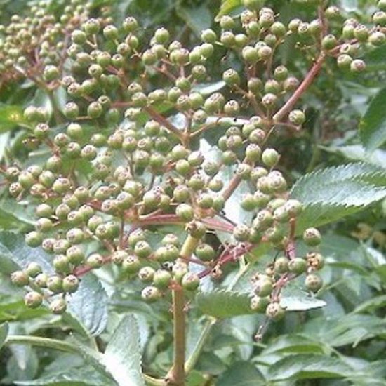 Sambucus Nigra - Gewone vlier - 50-60 cm pot: Struik met eetbare zwarte ...