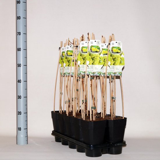 Vitis labrusca Sukribe - Witte Druif - 60-80cm - 2 Liter pot ...