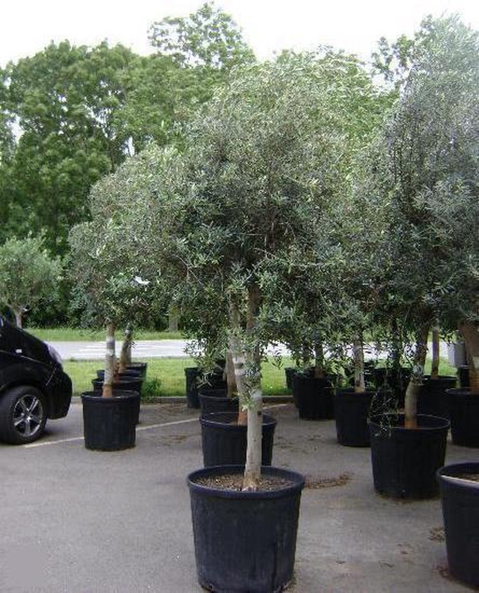 Olijfbomen Tuin- en balkonplant Olijfboom - Doorsnede pot 60 cm ...