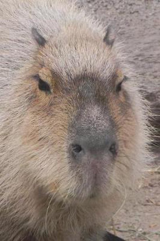 Say Hello to the Capybara Journal, Cool Image | 9781723566820 | Boeken ...