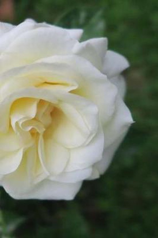 White Rose Notebook, Wild Pages Press | 9781719122160 | Boeken | bol.com