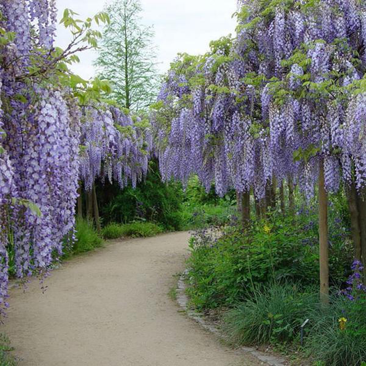 Wisteria floribunda 'Multijuga' - Blauwe regen 200-250 cm in pot | bol.com