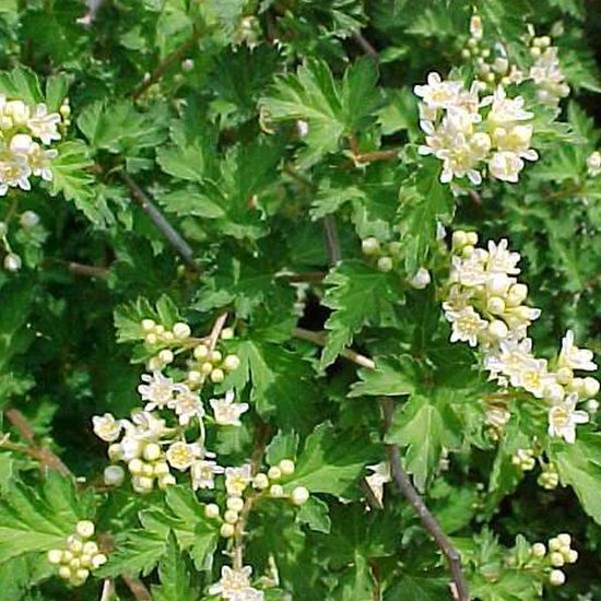 Stephanandra incisa 'Crispa' - Grote kransspirea 30-40 cm in pot | bol