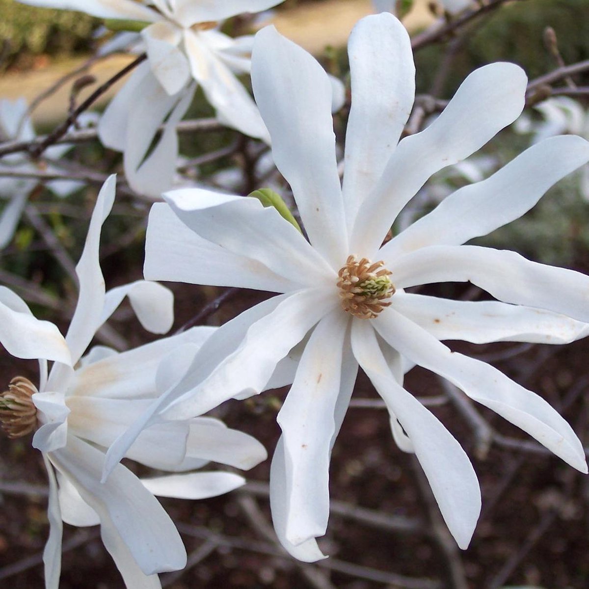 Magnolia Stellata - Stermagnolia 40-60 cm pot | bol.com