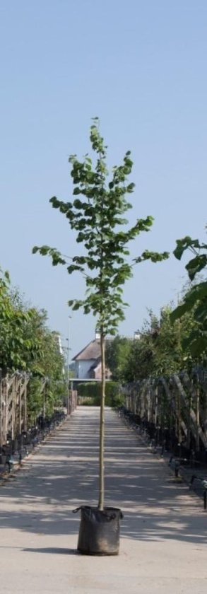 Bomenbezorgd.nl - Boom - Winterlinde - Totaalhoogte 200-300 cm (6-10 cm stamomtrek) -... | bol