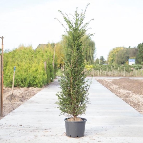 Taxushaag 160 cm | Taxus baccata | Bomenbezorgd.nl | bol